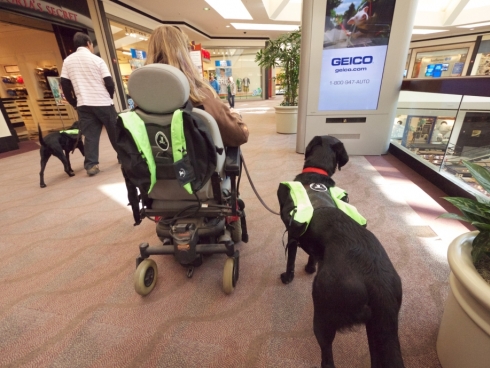 Freedom Service Dogs — Chive Charities