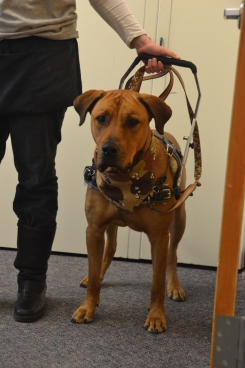 Freedom Service Dogs — Chive Charities