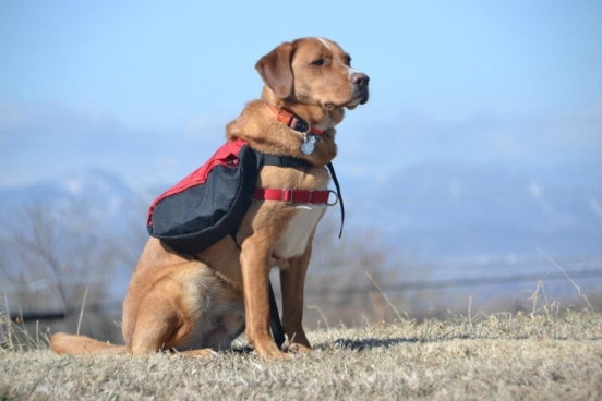 Freedom Service Dogs — Chive Charities